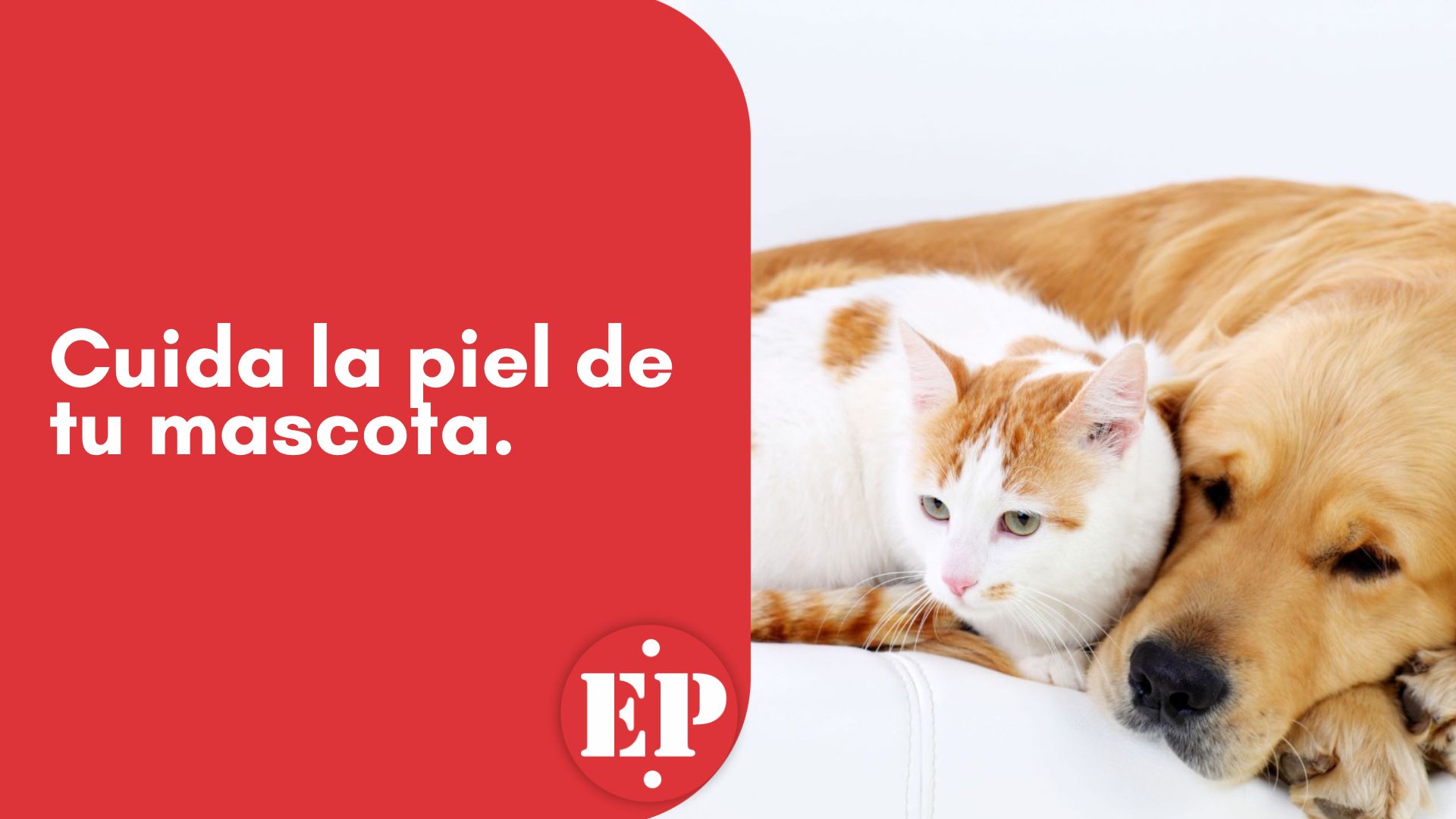 El cuidado de las mascotas es una responsabilidad que conlleva diversas ...