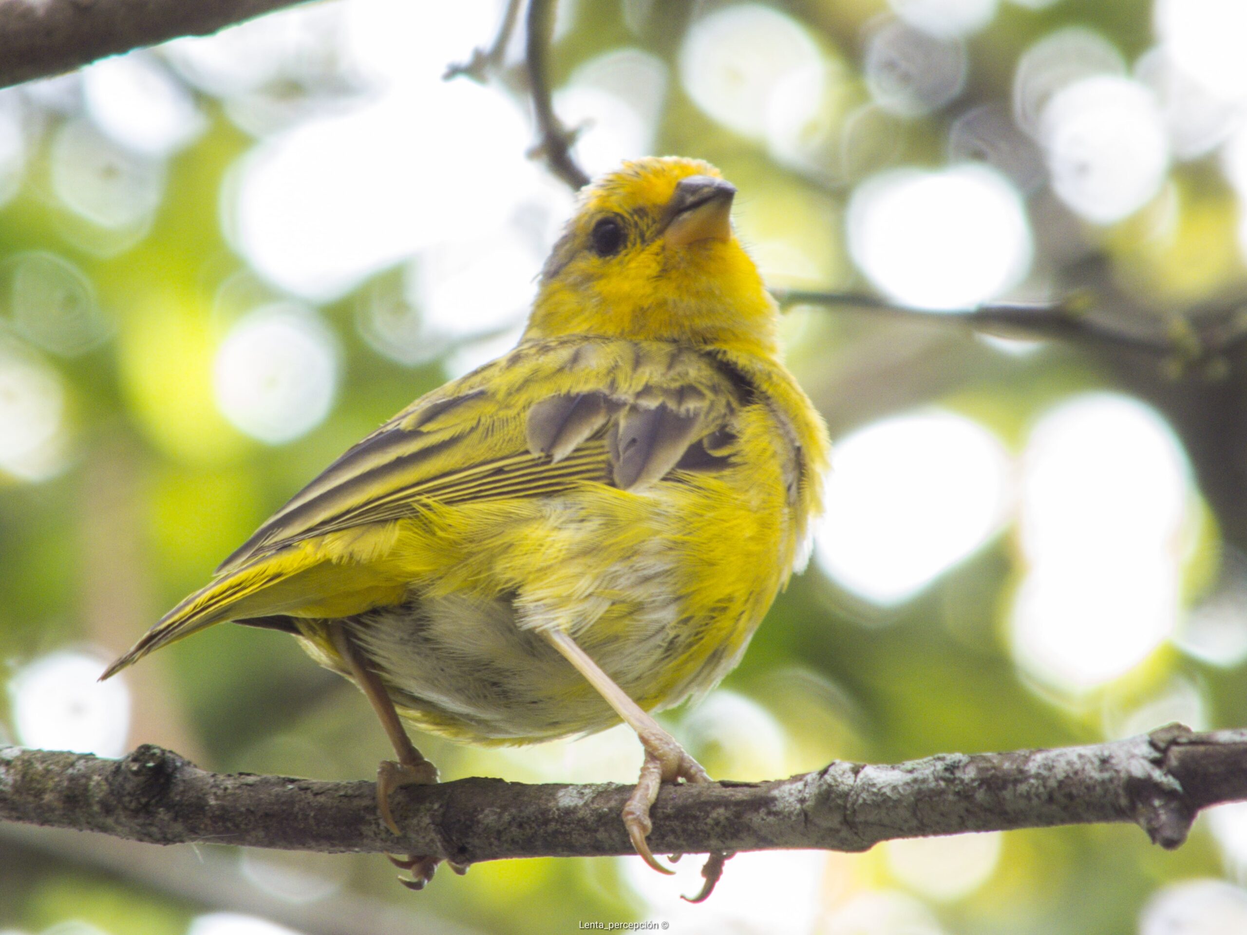 Explora PANACA Natura: La Aventura Perfecta en el Bosque Tropical - El ...